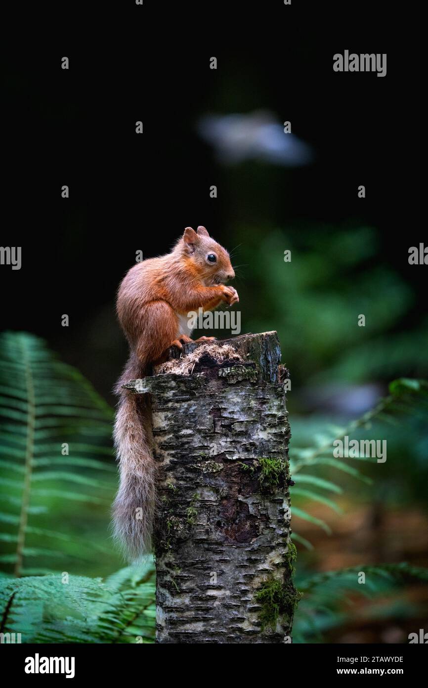 Scottish wildlife photography hi-res stock photography and images - Alamy