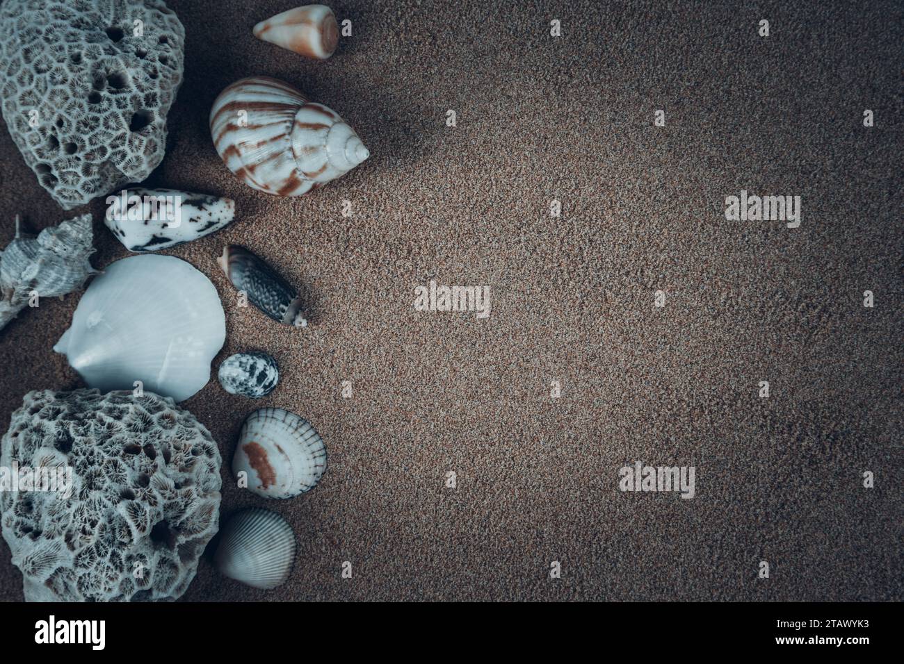 pile of sea shells on clean beach sand. Close up, beach sand texture ...