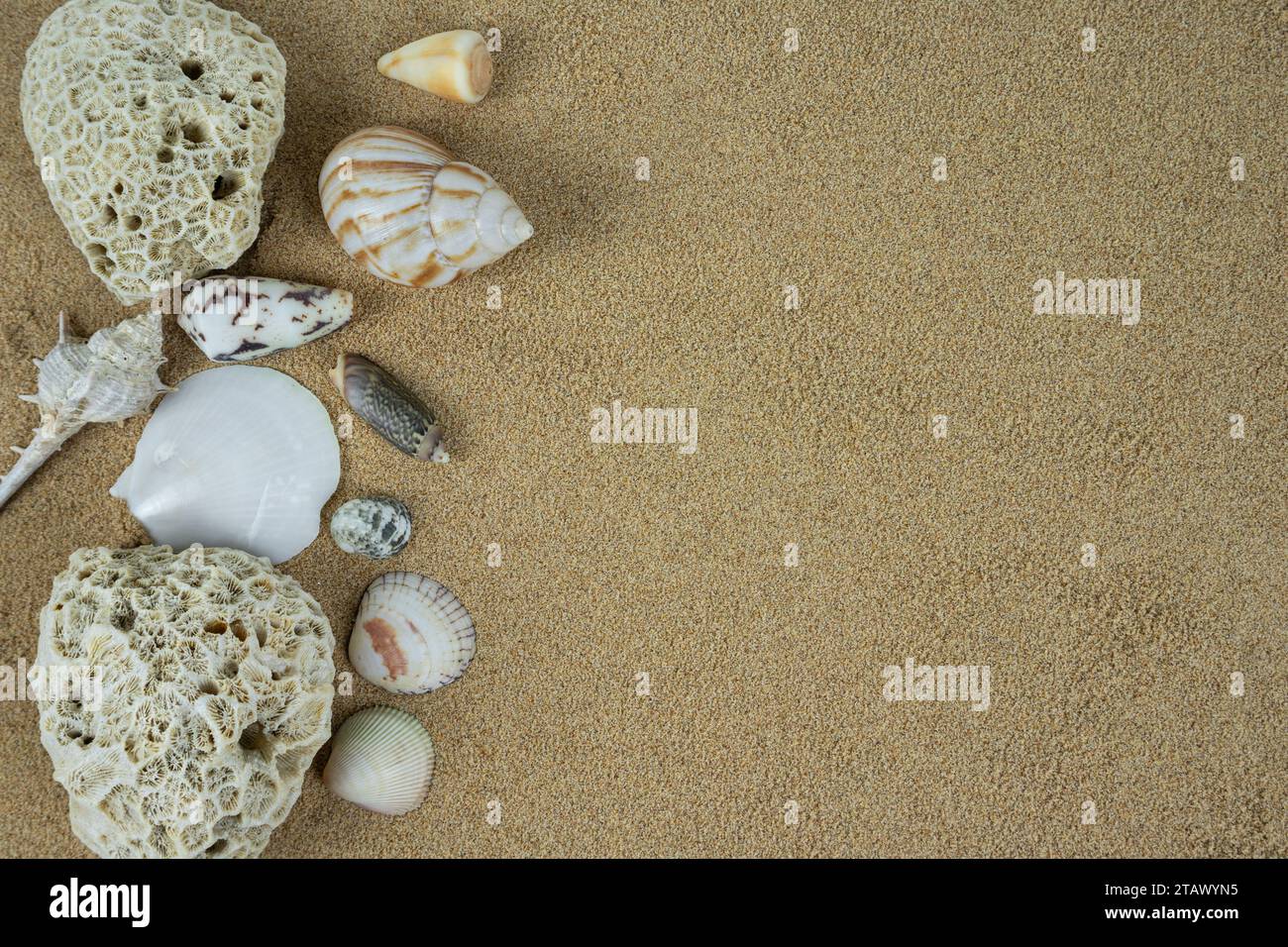 pile of sea shells on clean beach sand. Close up, beach sand texture ...