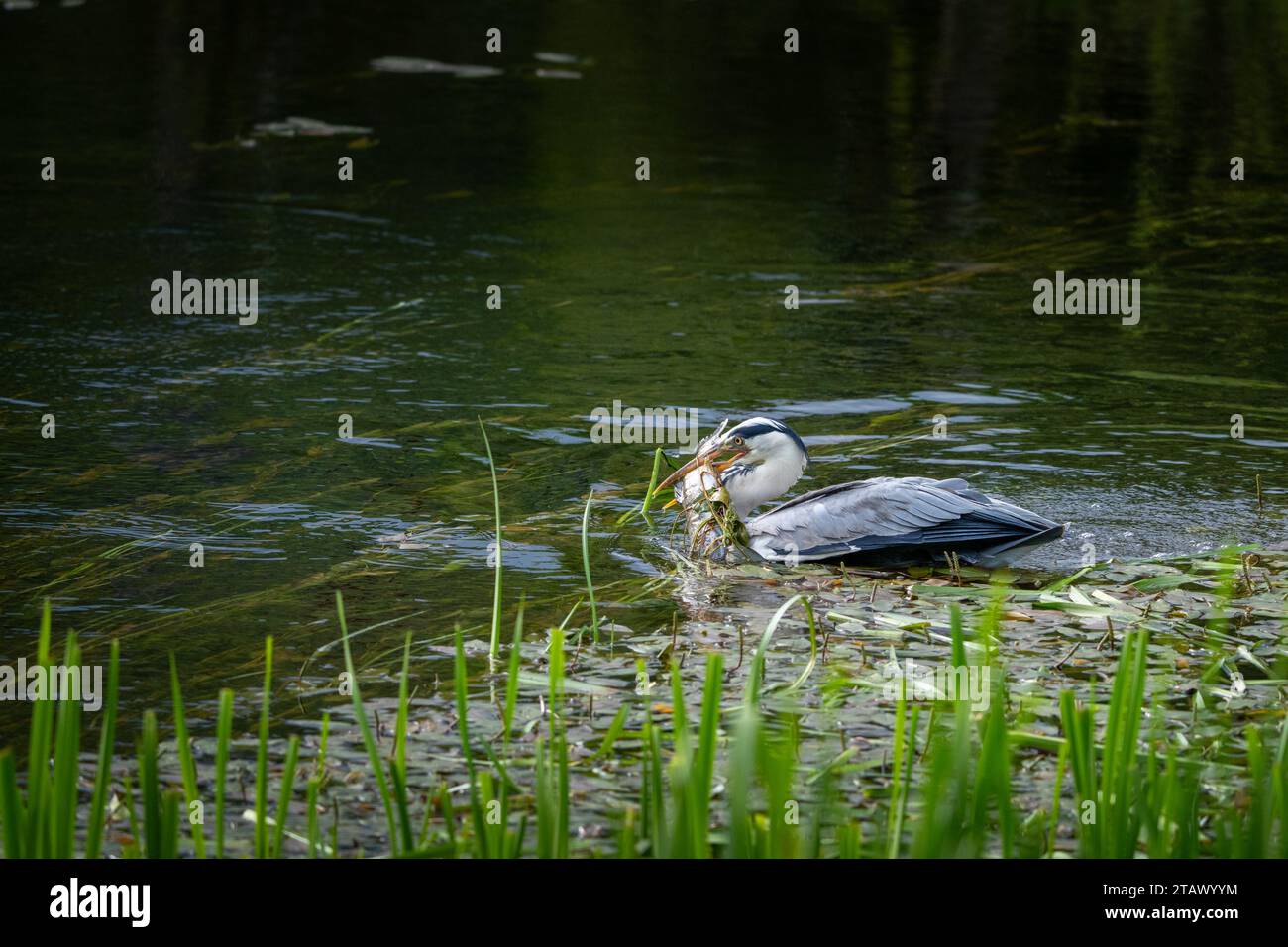 Robin, Red Squirrel, Nuthatch and Heron Stock Photo - Alamy