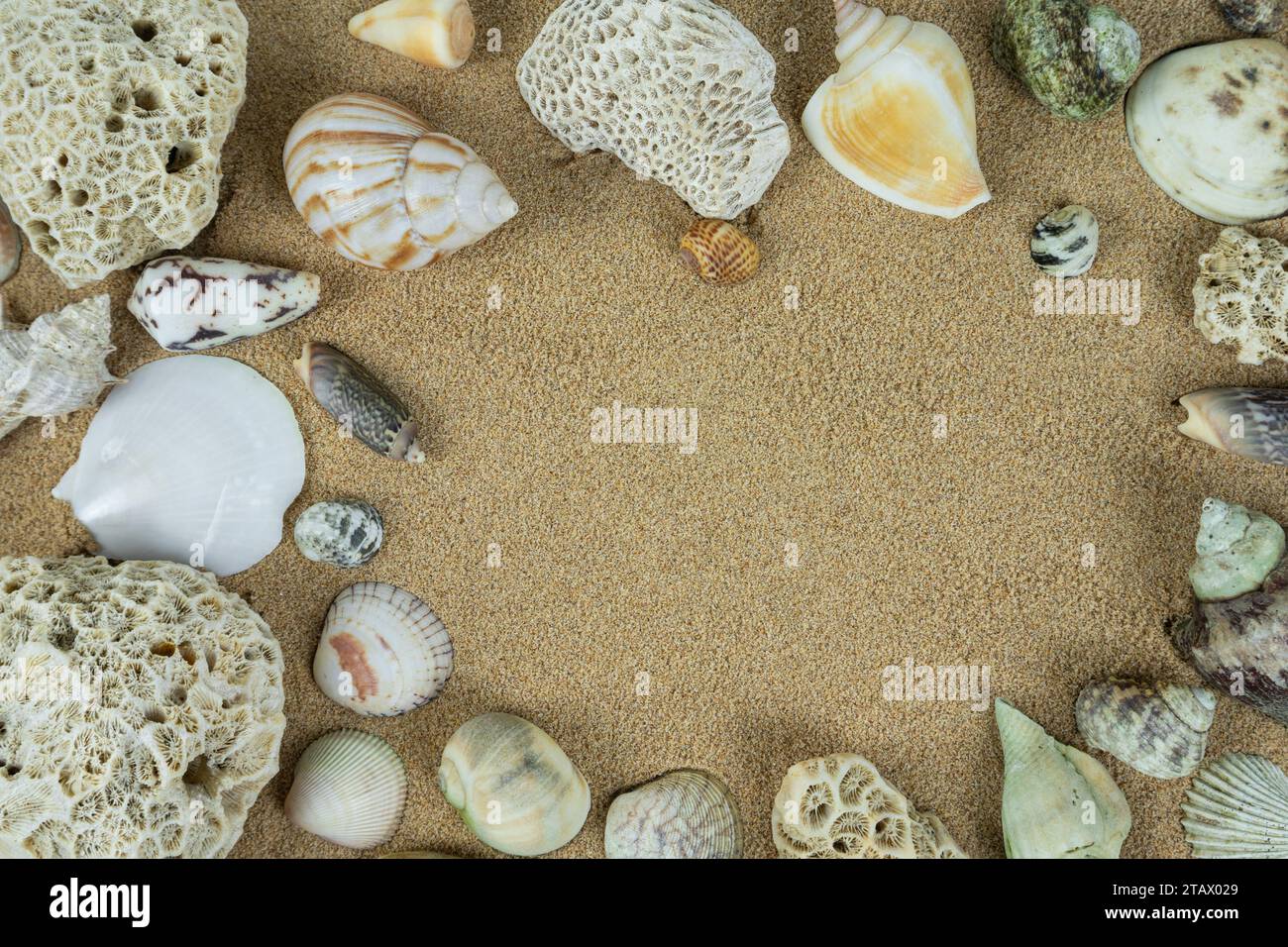 pile of sea shells on clean beach sand. Close up, beach sand texture ...