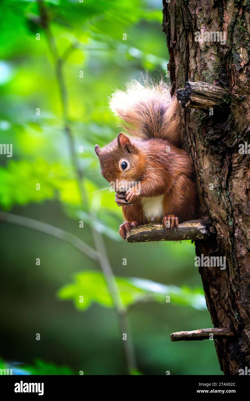 Robin, Red Squirrel, Nuthatch and Heron Stock Photo - Alamy