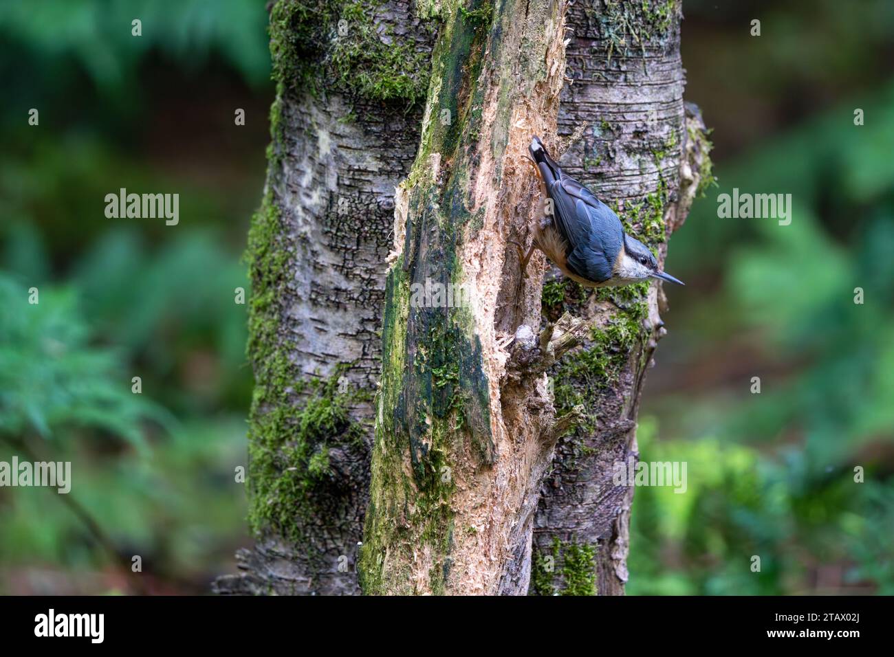 Robin, Red Squirrel, Nuthatch and Heron Stock Photo - Alamy