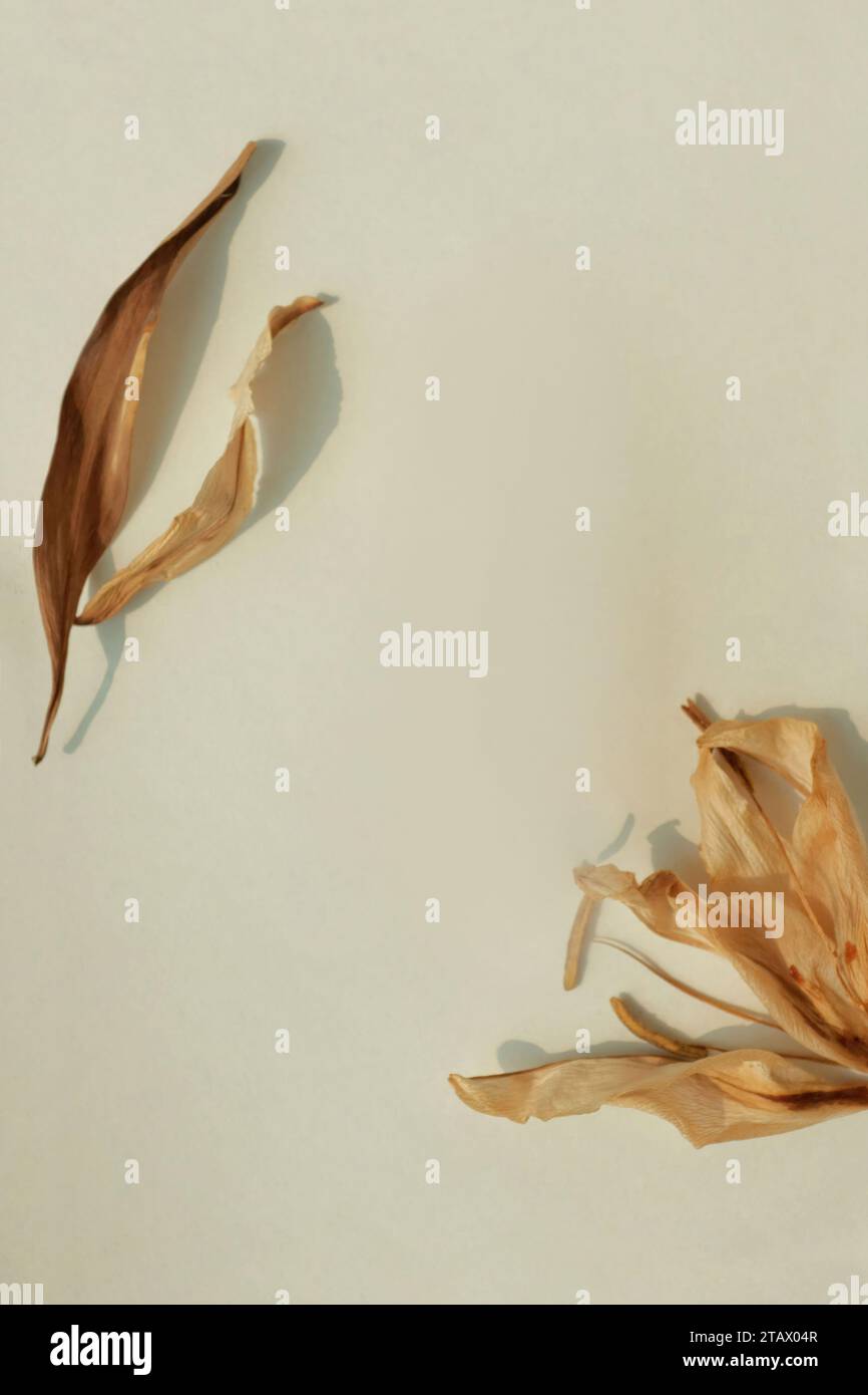 High-quality product showcase backgrounds, Clean product presentation ...