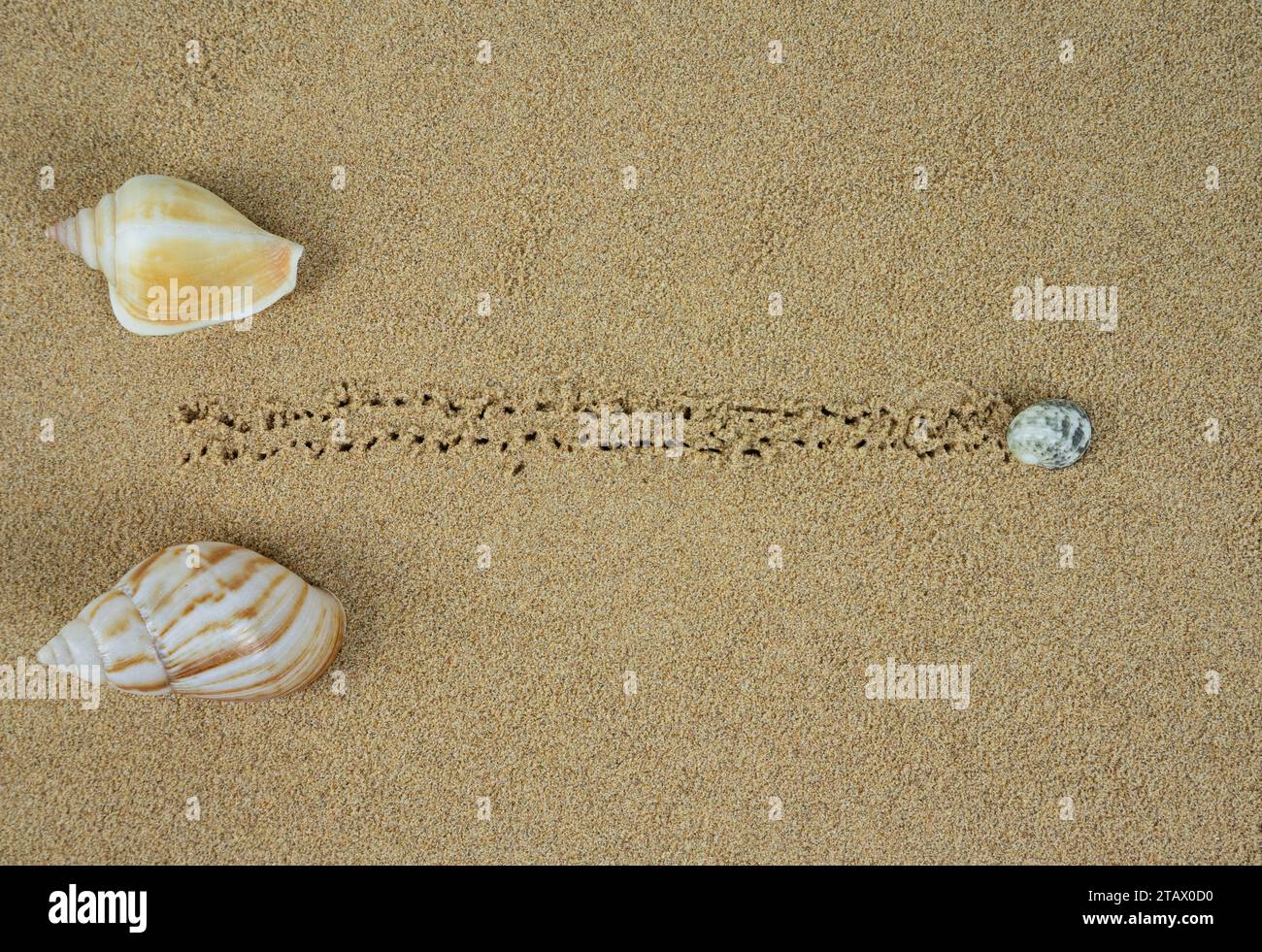 Desert snail hi-res stock photography and images - Alamy