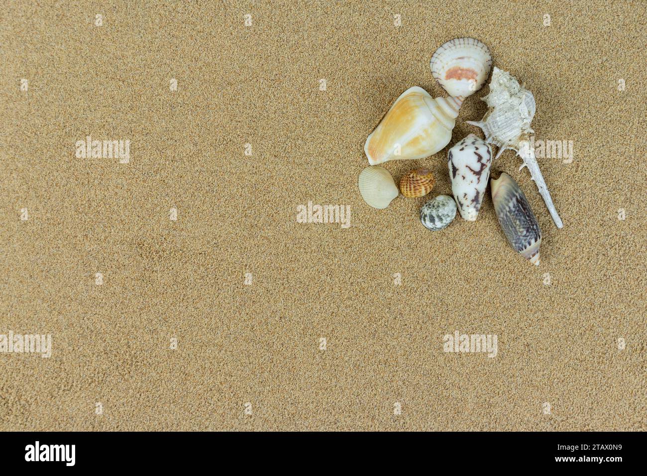 pile of sea shells on clean beach sand. Close up, beach sand texture ...