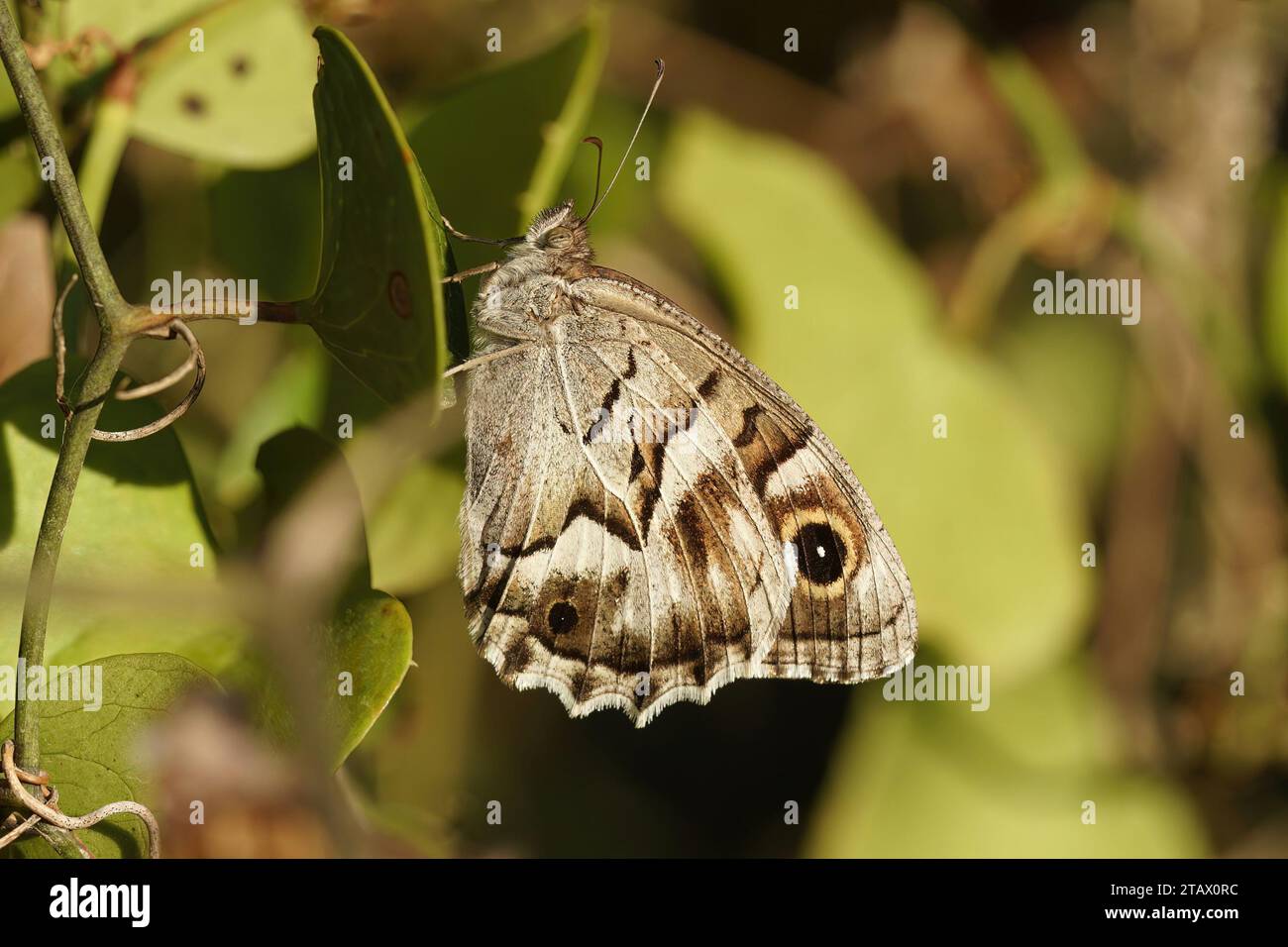 Natural closeup on a striped grayling butterfly, Hipparchia fidia ...