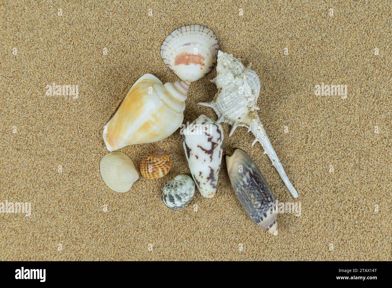 pile of sea shells on clean beach sand. Close up, beach sand texture ...