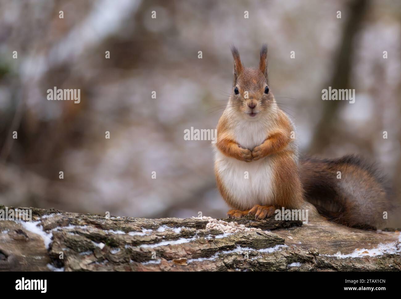Squirrel standing and looking happy Stock Photo - Alamy