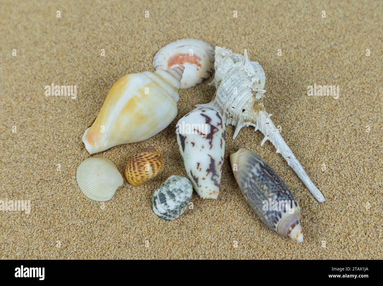 pile of sea shells on clean beach sand. Close up, beach sand texture ...