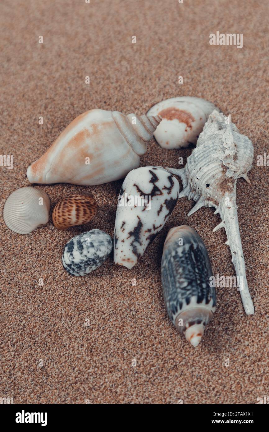 pile of sea shells on clean beach sand. Close up, beach sand texture ...