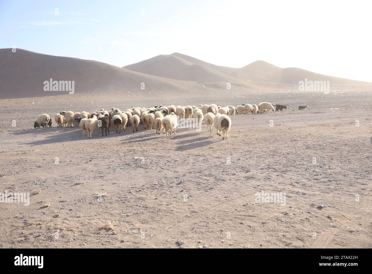 Village sheep hi-res stock photography and images - Alamy