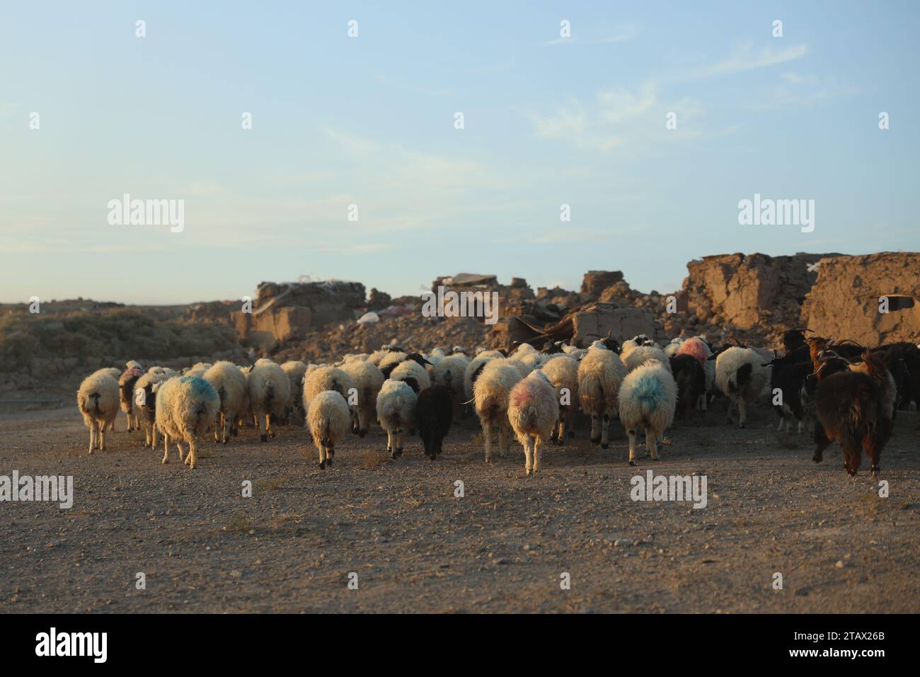 Shepherd shepherdess scene hi-res stock photography and images - Alamy