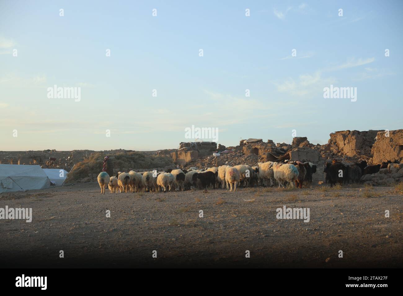 Village sheep hi-res stock photography and images - Alamy