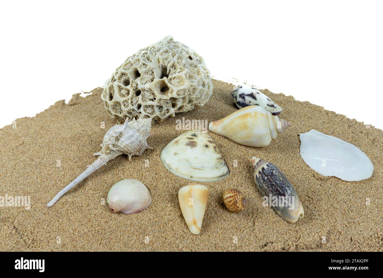 pile of shells on beach sand on white background Stock Photo - Alamy