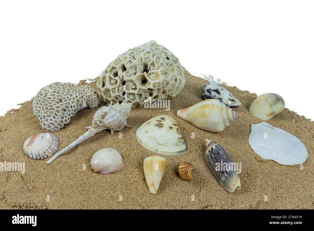 pile of shells on beach sand on white background Stock Photo - Alamy