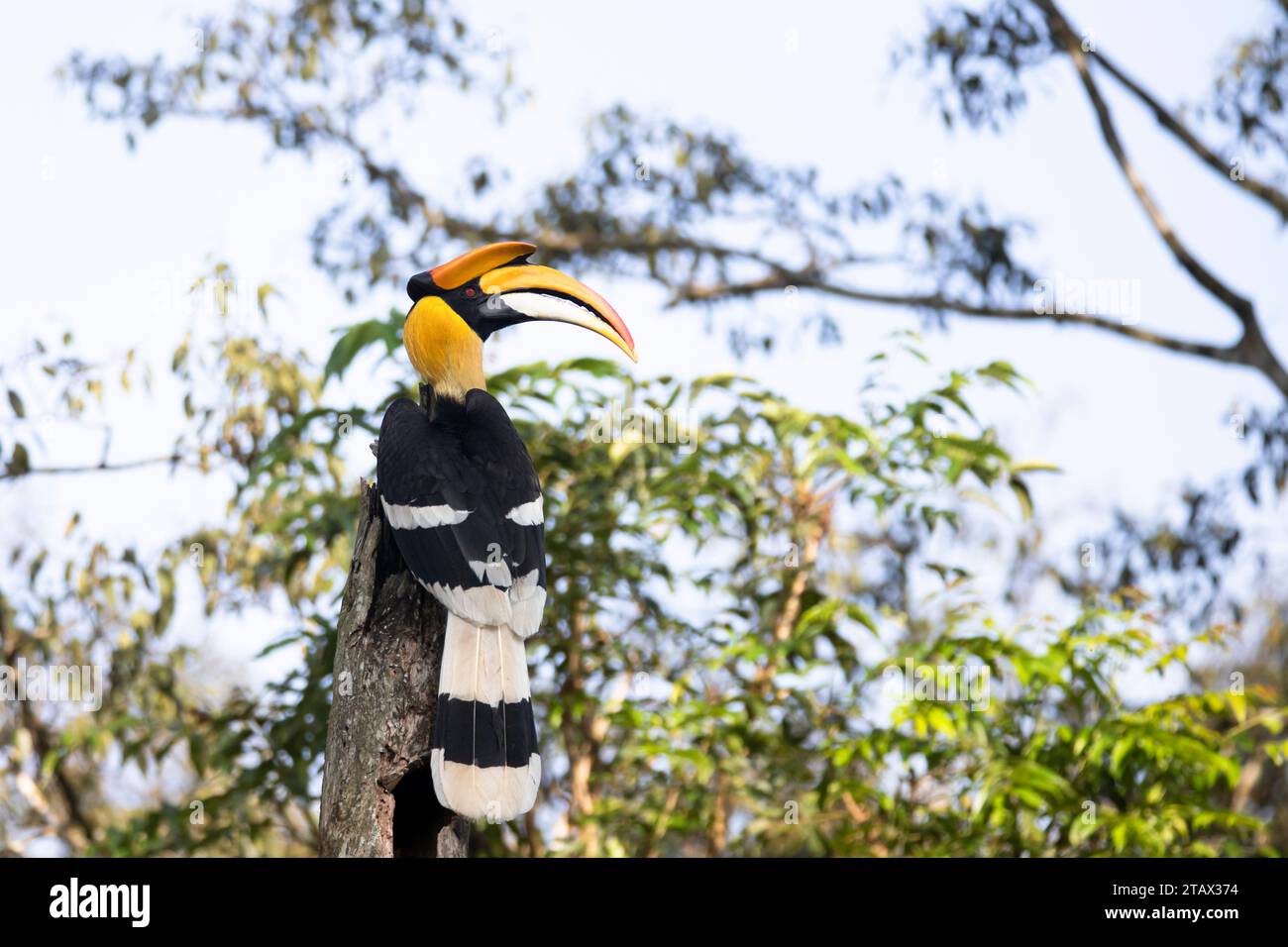 Great Horn bill bird perched on a wood log Stock Photo - Alamy