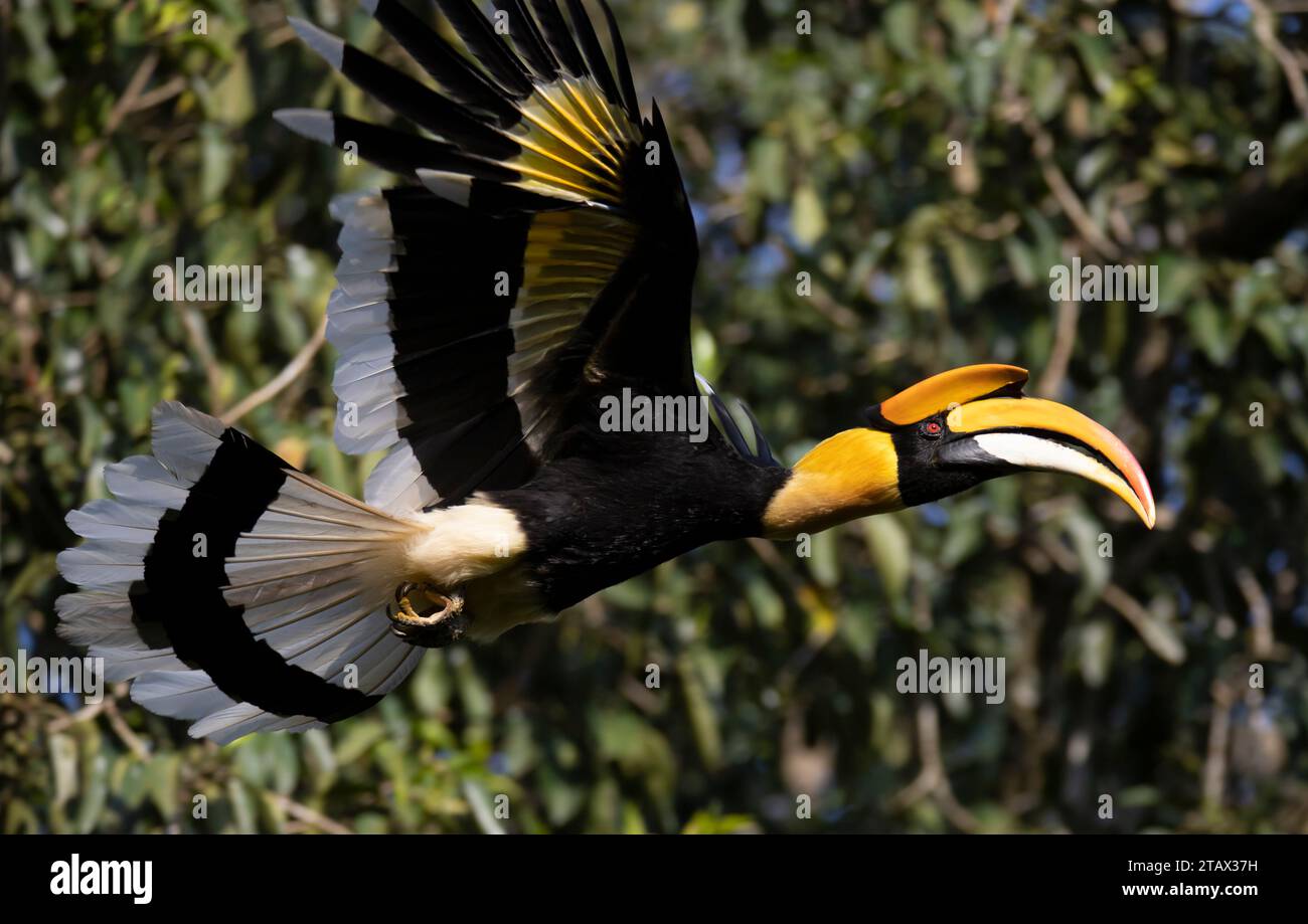 Great Horn bill bird in flight Stock Photo - Alamy