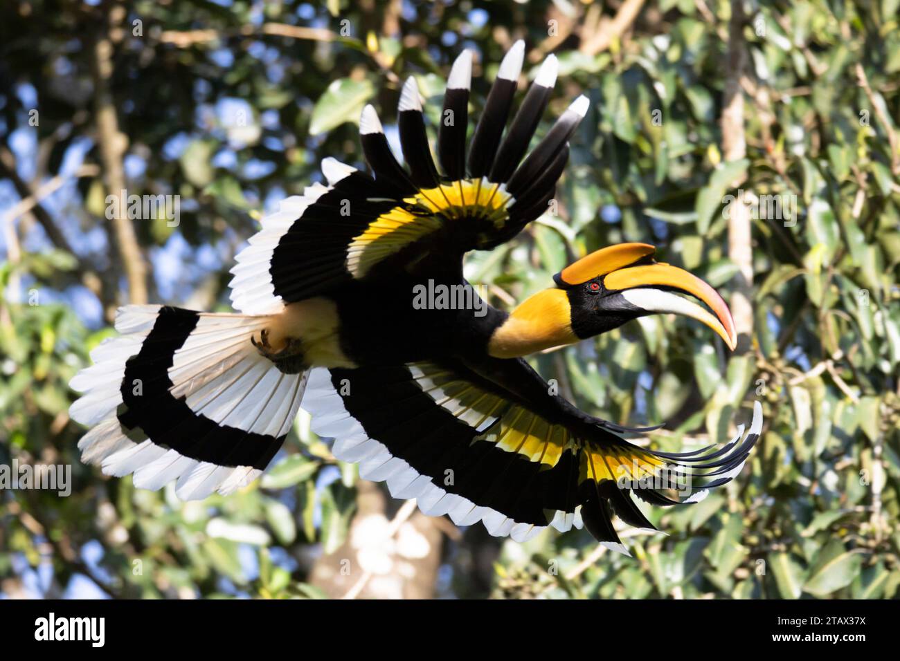 Great Horn bill bird in flight Stock Photo - Alamy