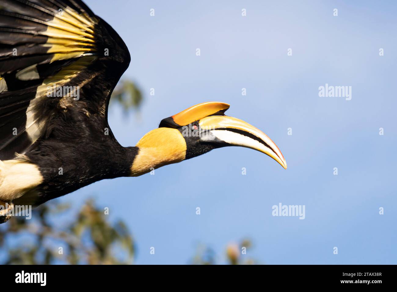 Great Horn bill bird in flight Stock Photo - Alamy