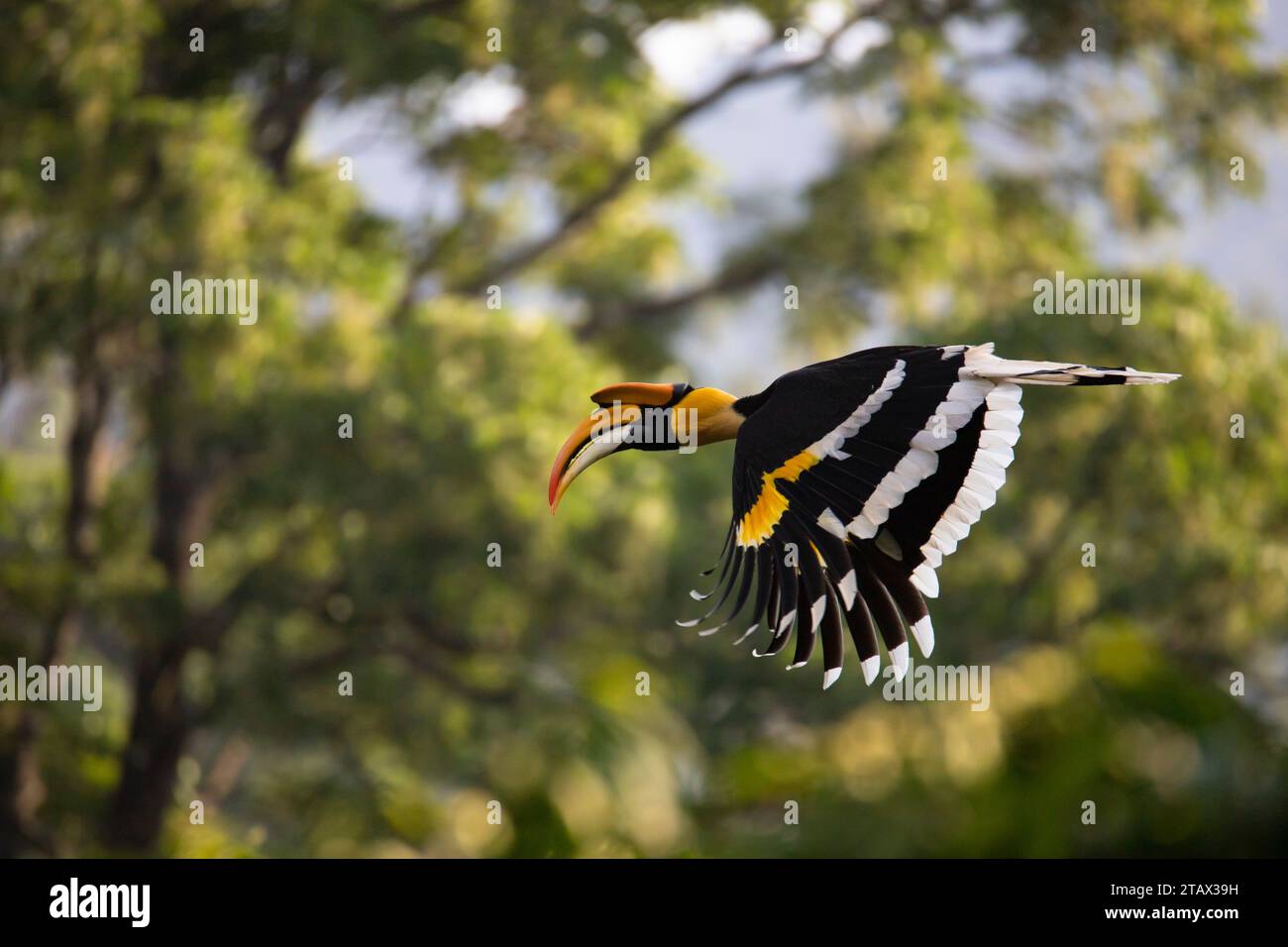 Great horn bill hi-res stock photography and images - Alamy