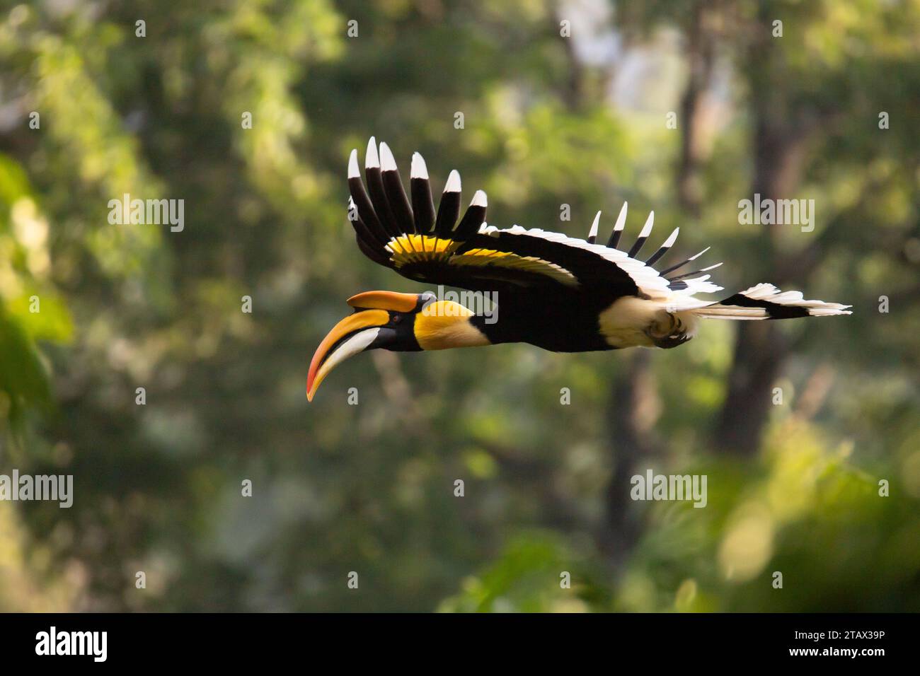Great Horn bill bird in flight Stock Photo - Alamy