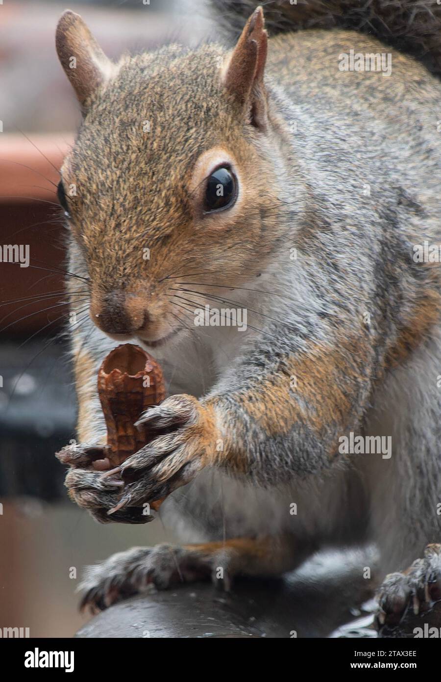 Close up of a gray Squirrel eating a peanut Stock Photo - Alamy