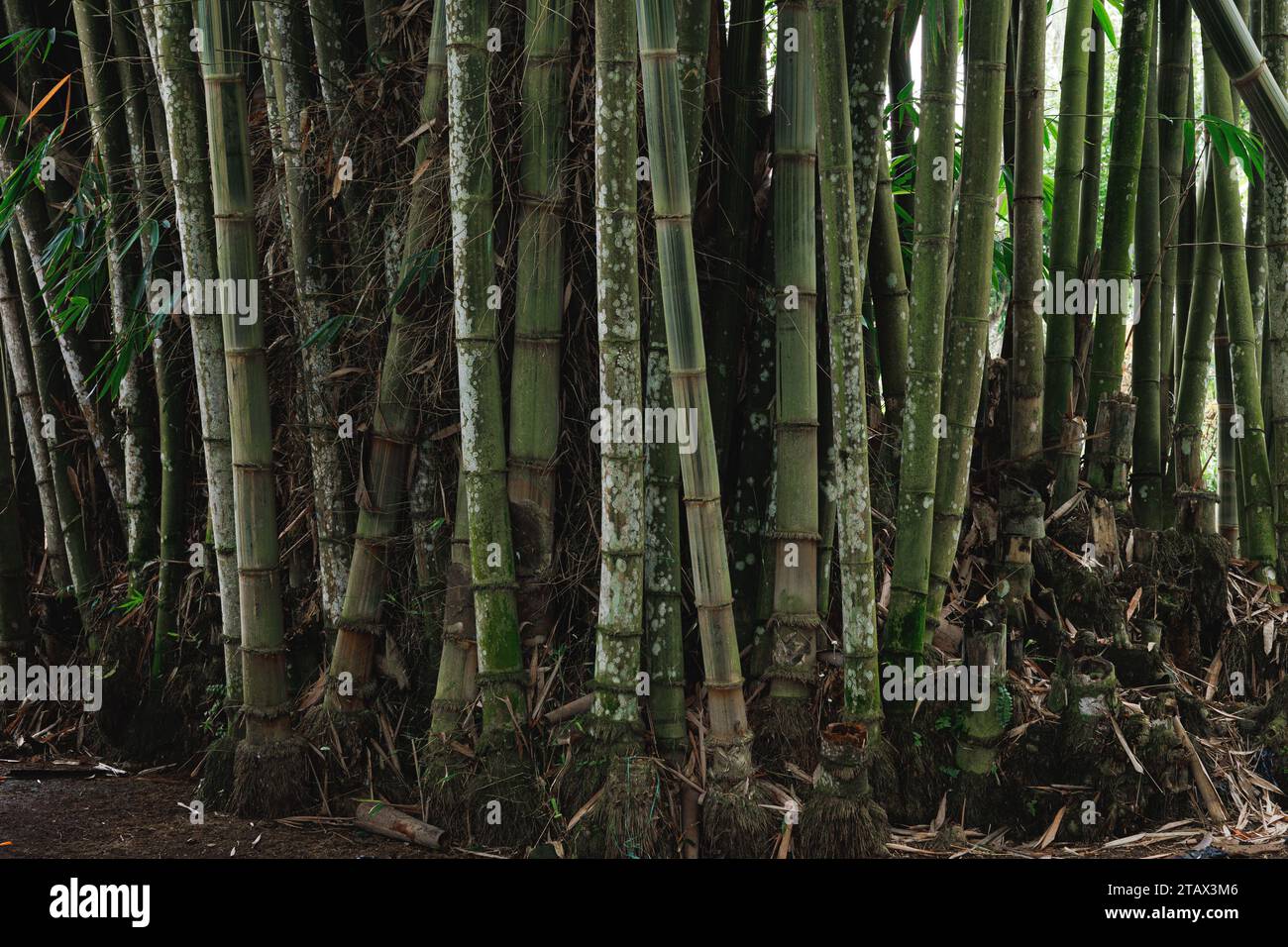 Southest asian hi-res stock photography and images - Alamy