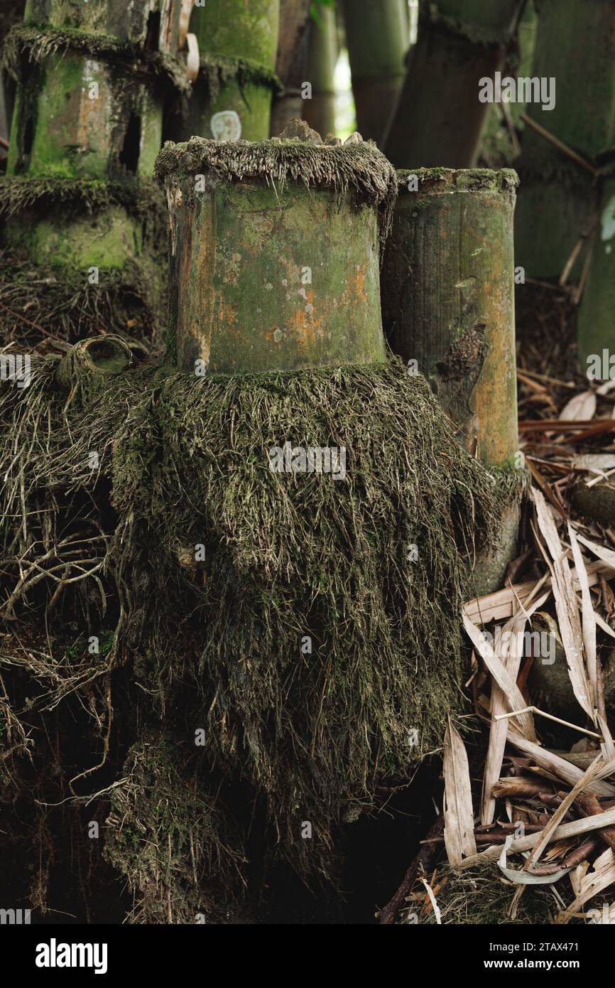 bamboo roots, many small and large roots. the base of a bamboo tree ...