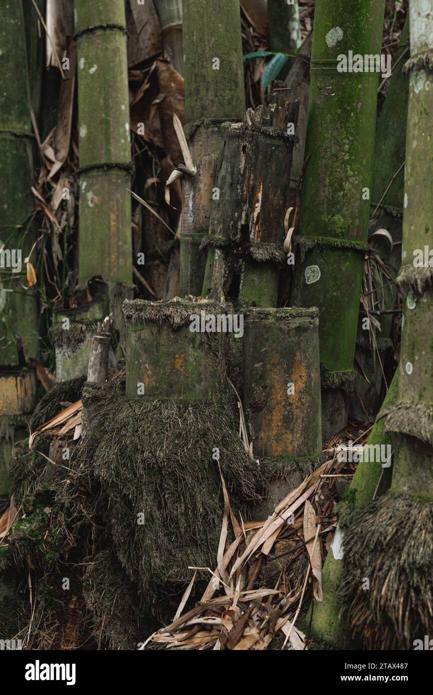 bamboo roots, many small and large roots. the base of a bamboo tree ...