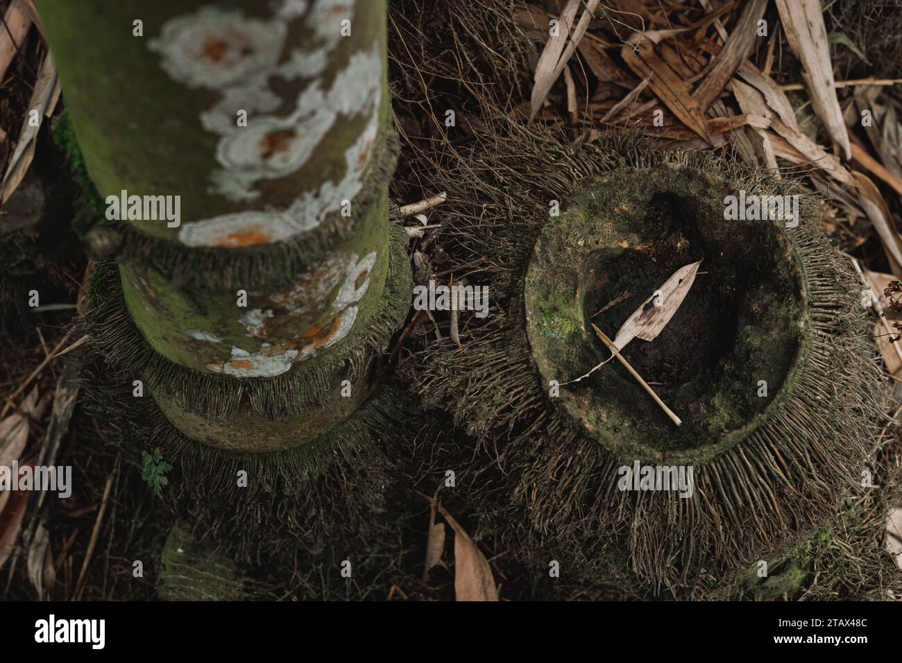bamboo roots, many small and large roots. the base of a bamboo tree ...