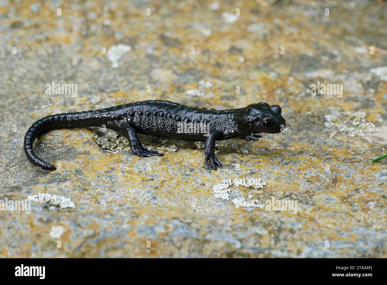 Natural closeup on the charcoal black Alpine salamander, Salamandra ...