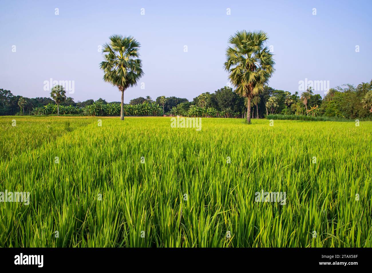 agriculture Landscape view of the grain rice field in the countryside ...