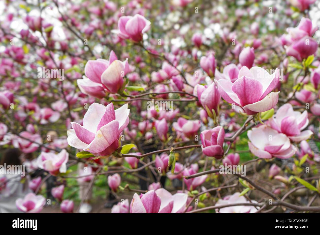 Magnolia tree branch blossom in springtime garden. Blooming pink ...