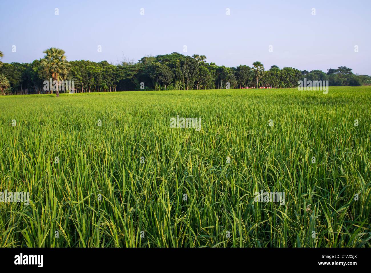 agriculture Landscape view of the grain rice field in the countryside ...