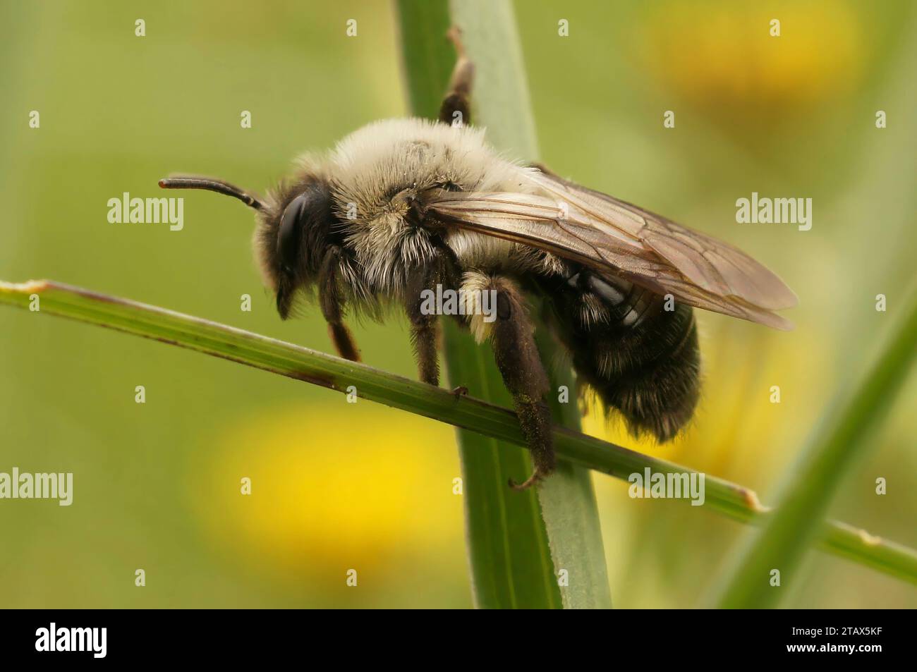 Natural closeup on a female Grey-backed mining bee, Andrena vaga ...