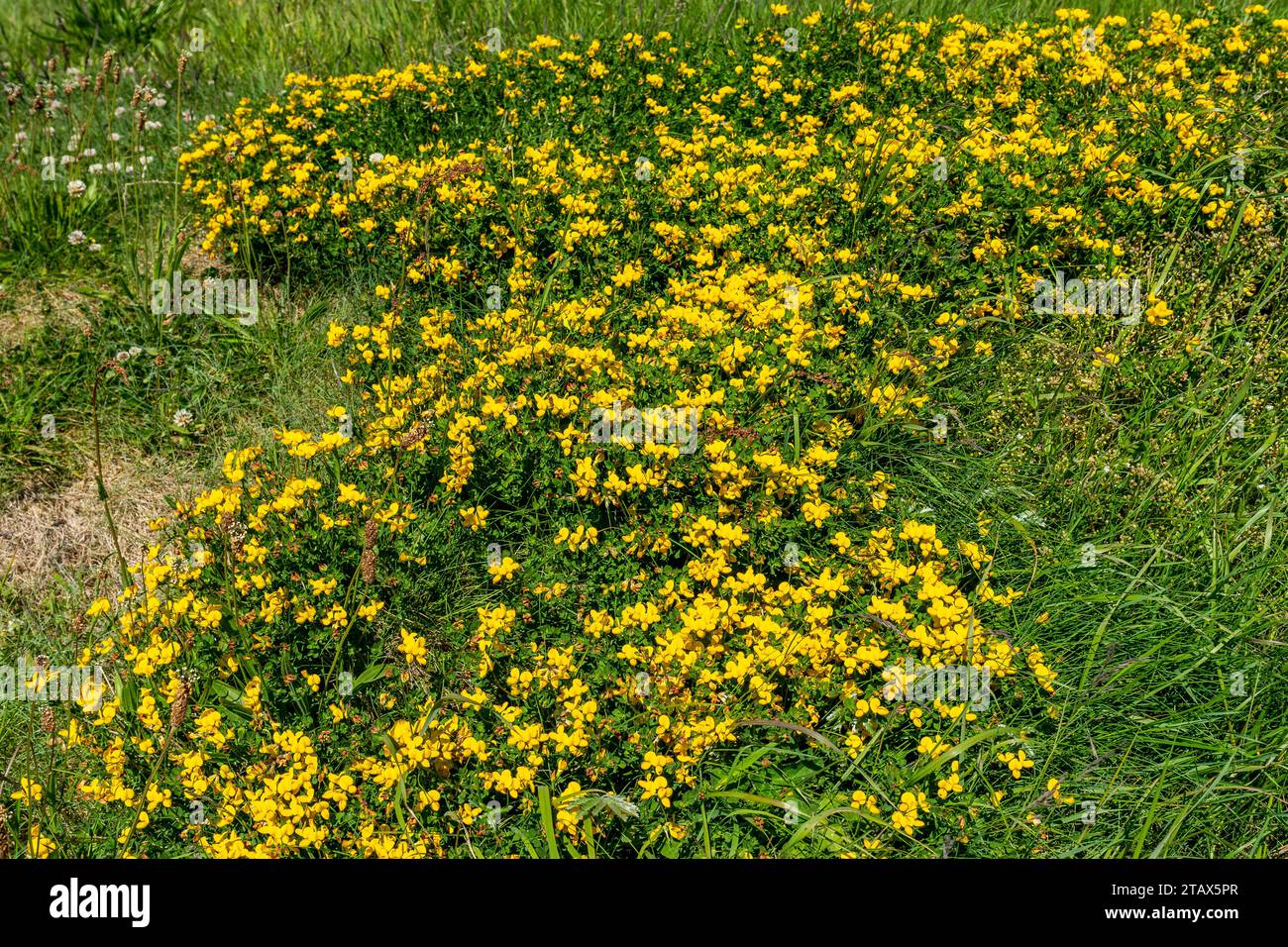 Birdsfoot Trefoil, a wild coastal flower, amongst grass Stock Photo - Alamy