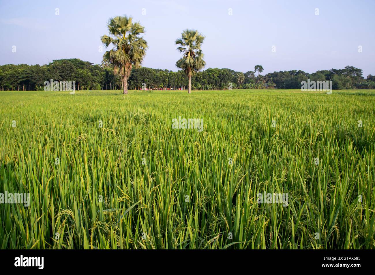 agriculture Landscape view of the grain rice field in the countryside ...