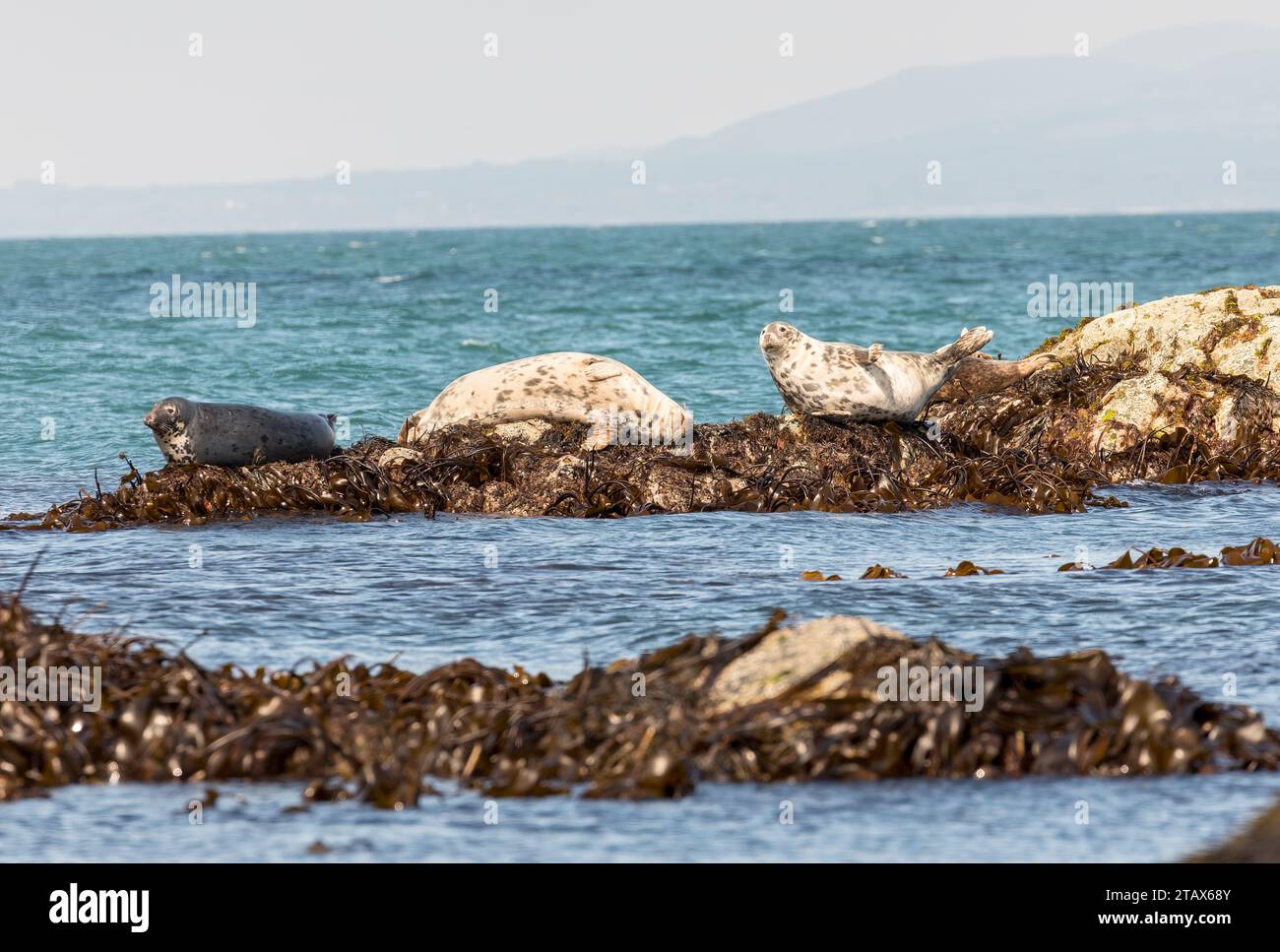 Basking seals wales hi-res stock photography and images - Alamy