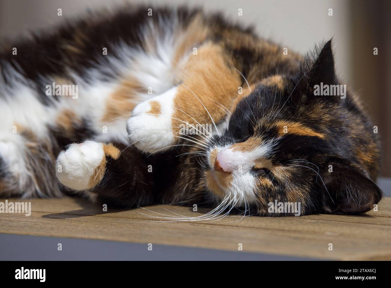 Cat tortoiseshell hi-res stock photography and images - Alamy