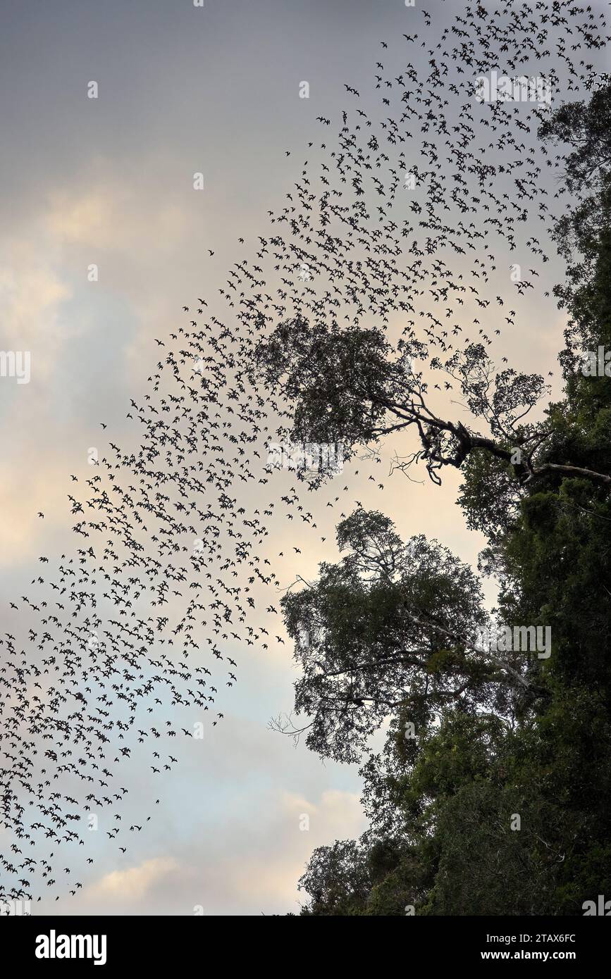 Wrinkle-lipped free-tailed bats (Chaerephon plicatus) leaving Deer Cave ...