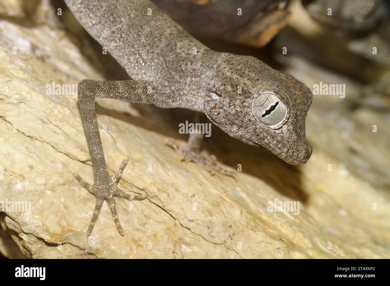 Persian spider gecko hi-res stock photography and images - Alamy