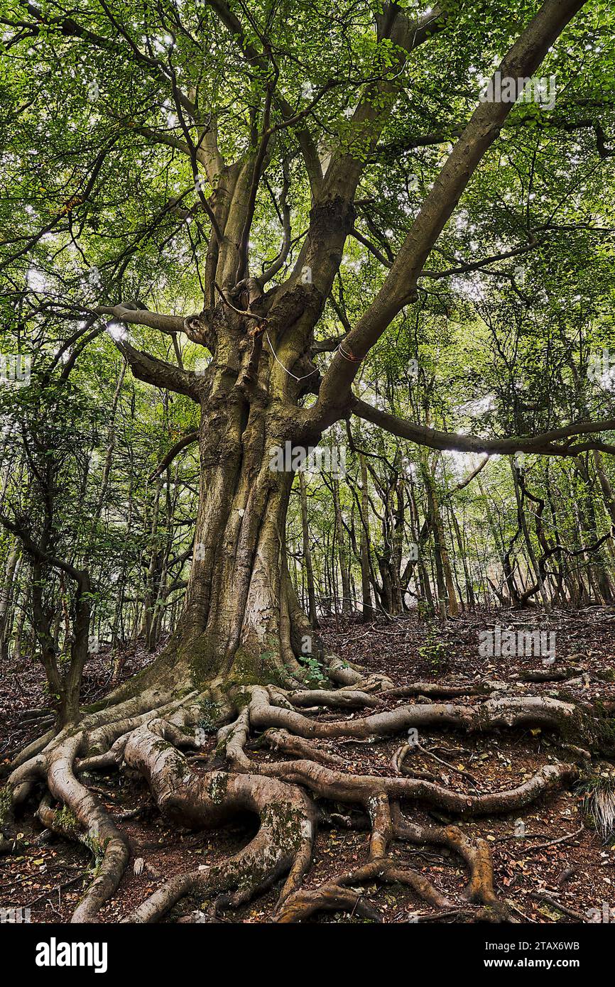 Gnarly, old and majestic Common Beech tree (Fagus Sylvatica) in ...