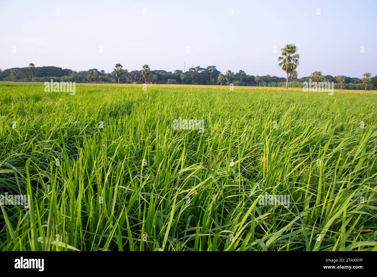 agriculture Landscape view of the grain rice field in the countryside ...
