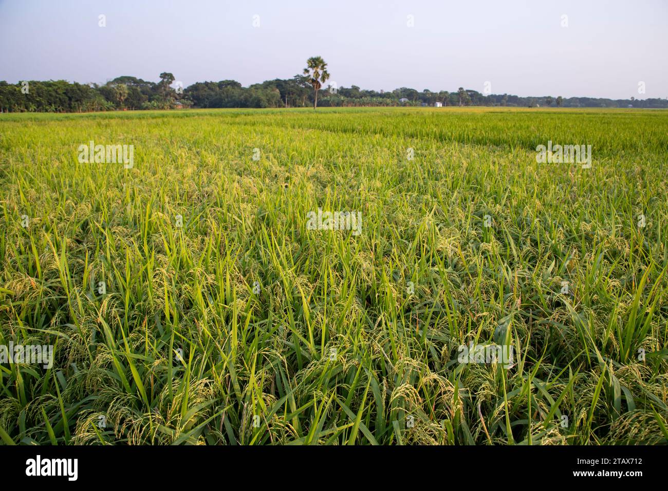 agriculture Landscape view of the grain rice field in the countryside ...