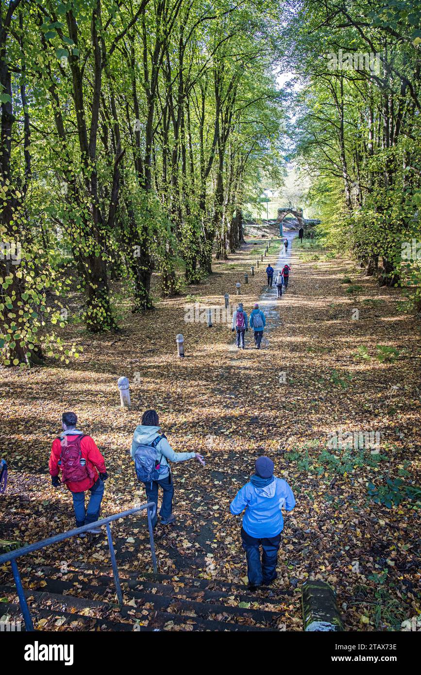 Walkers in an avenue of lime trees at the cathedral, Great Cumbrae ...