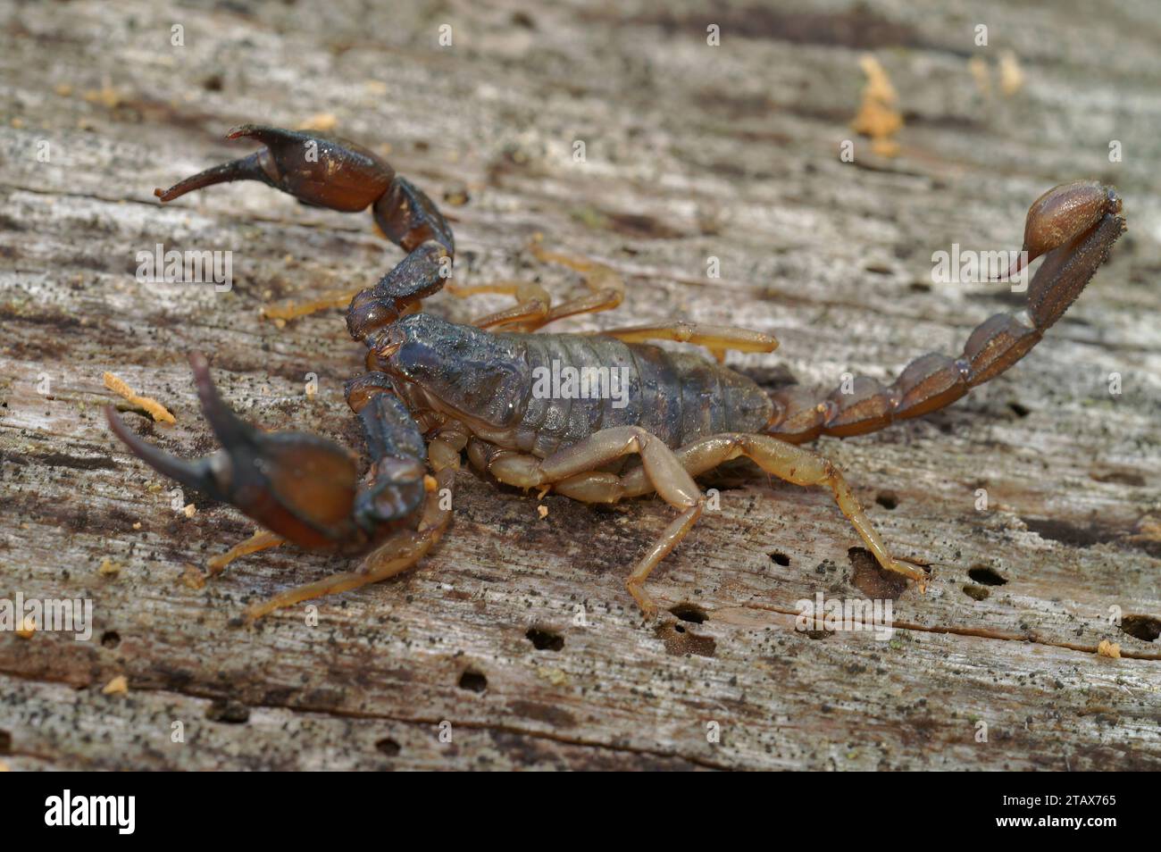 Forest scorpion hi-res stock photography and images - Alamy