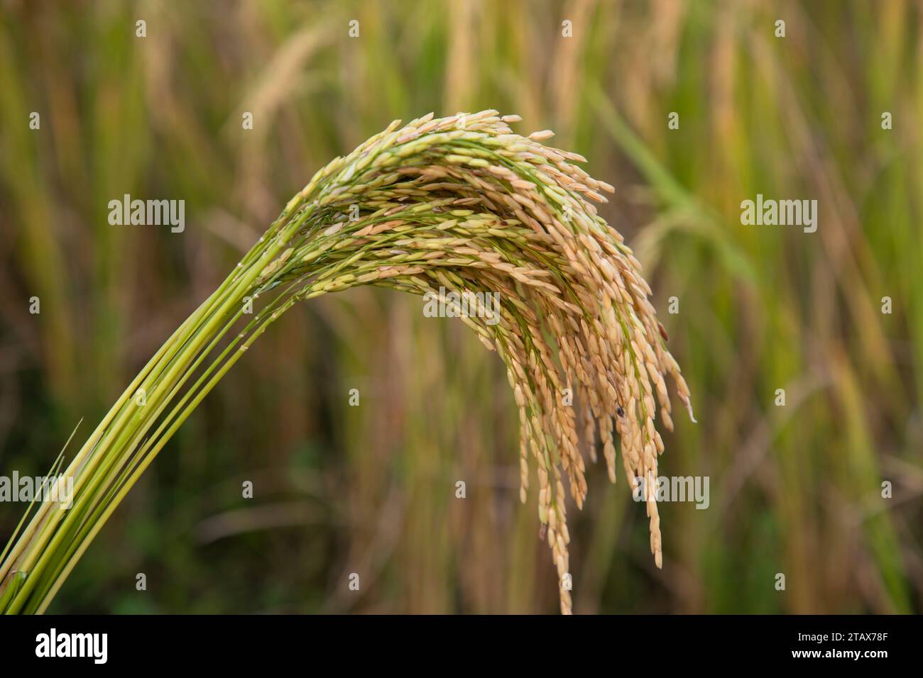 Golden grain rice spike harvest with Sallow Depth of field. Selective ...