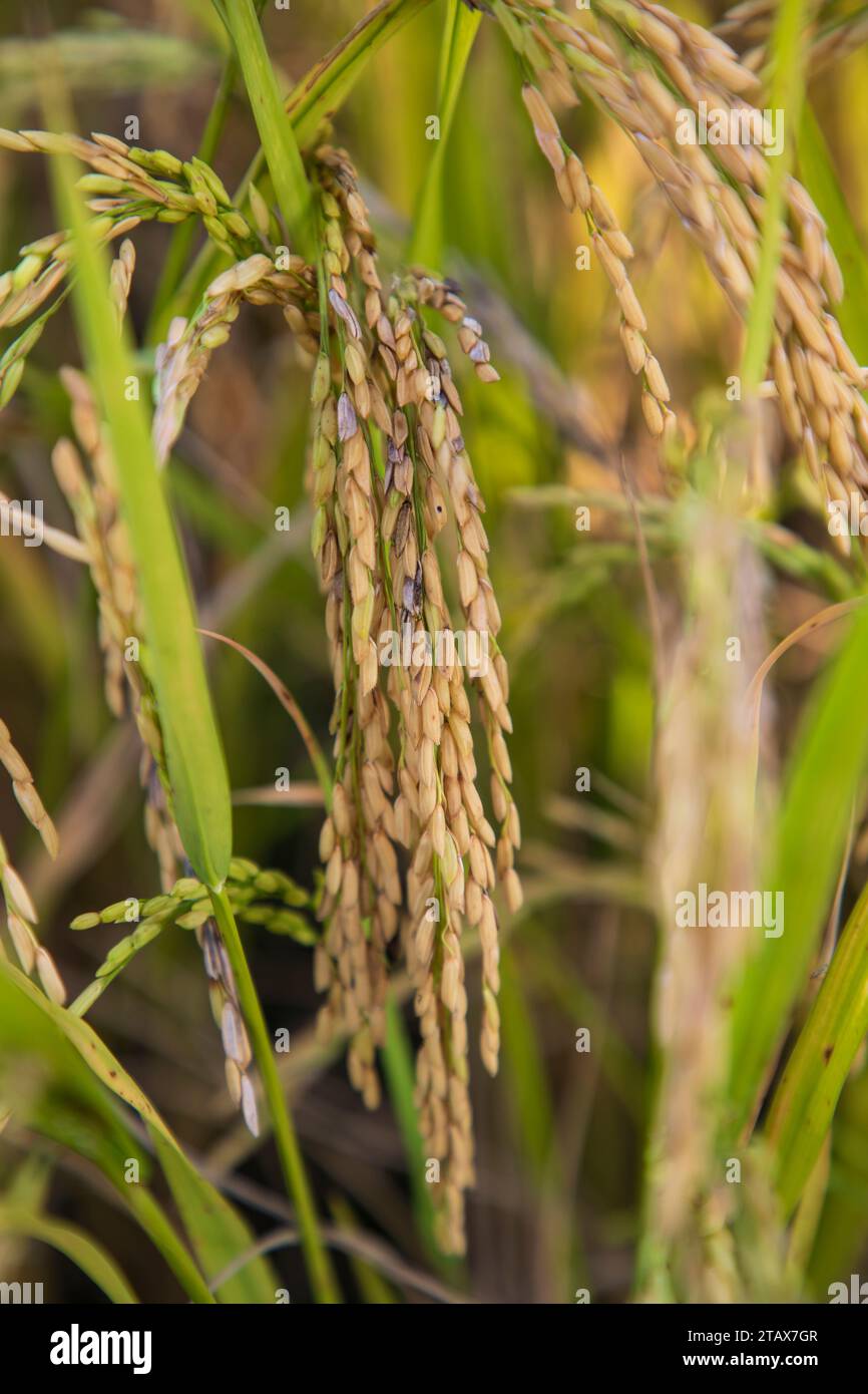 Golden grain rice spike harvest of Rice field. Selective Focus Stock ...