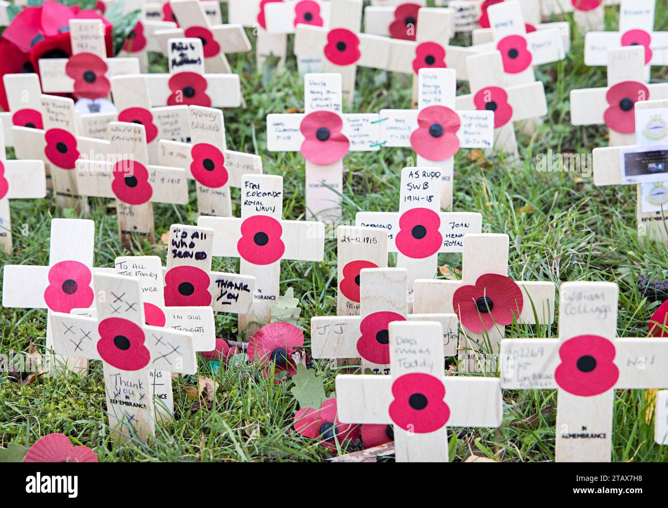 Poppies at world war remembrance day display, Abergavenny, Wales, UK ...